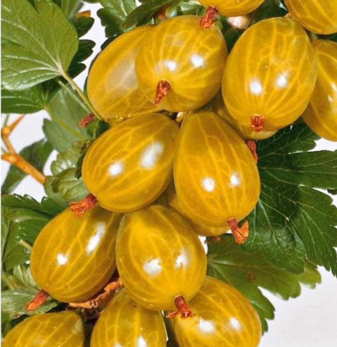 DUO - Best HONEY GOOSEBERRIES - 10 Fresh Cuttings - Etsy Australia