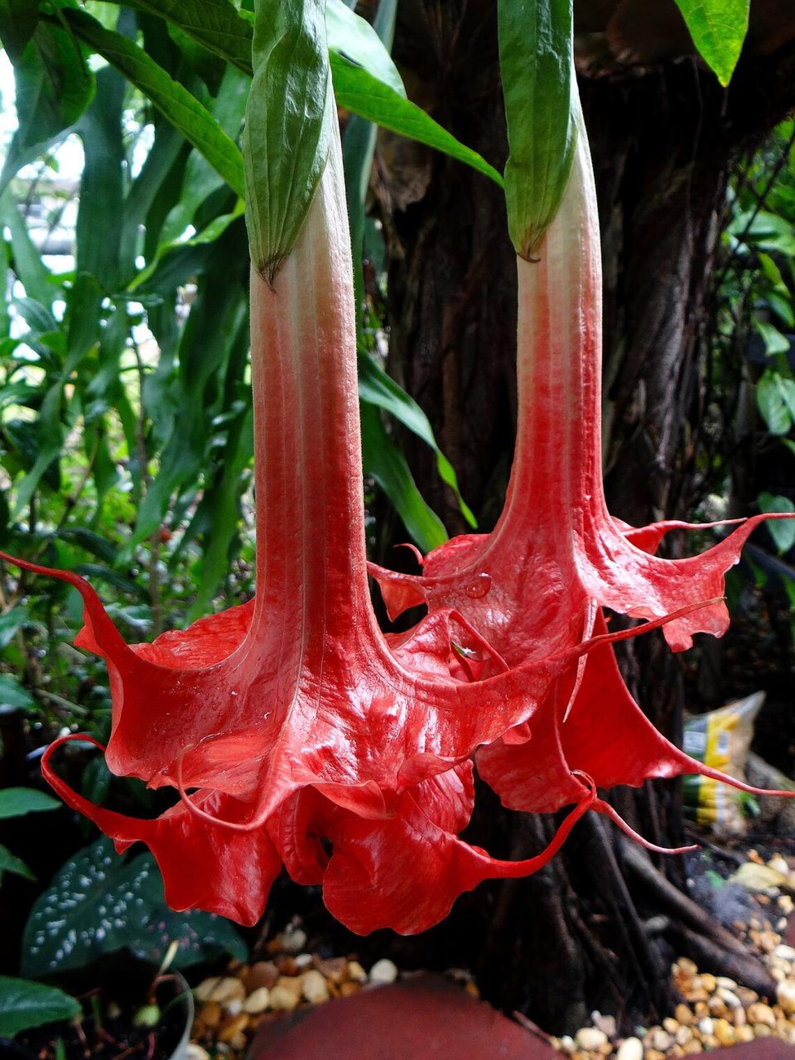 Best Varieties- Angels Trumpet-brugmansia- RED+ORANGE+PINK -3 Plants ...