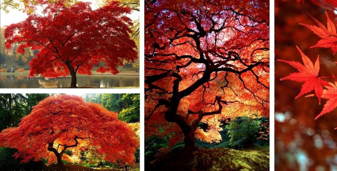 Japanese Red Acer- the Most Beautiful Tree for Garden - Etsy Canada