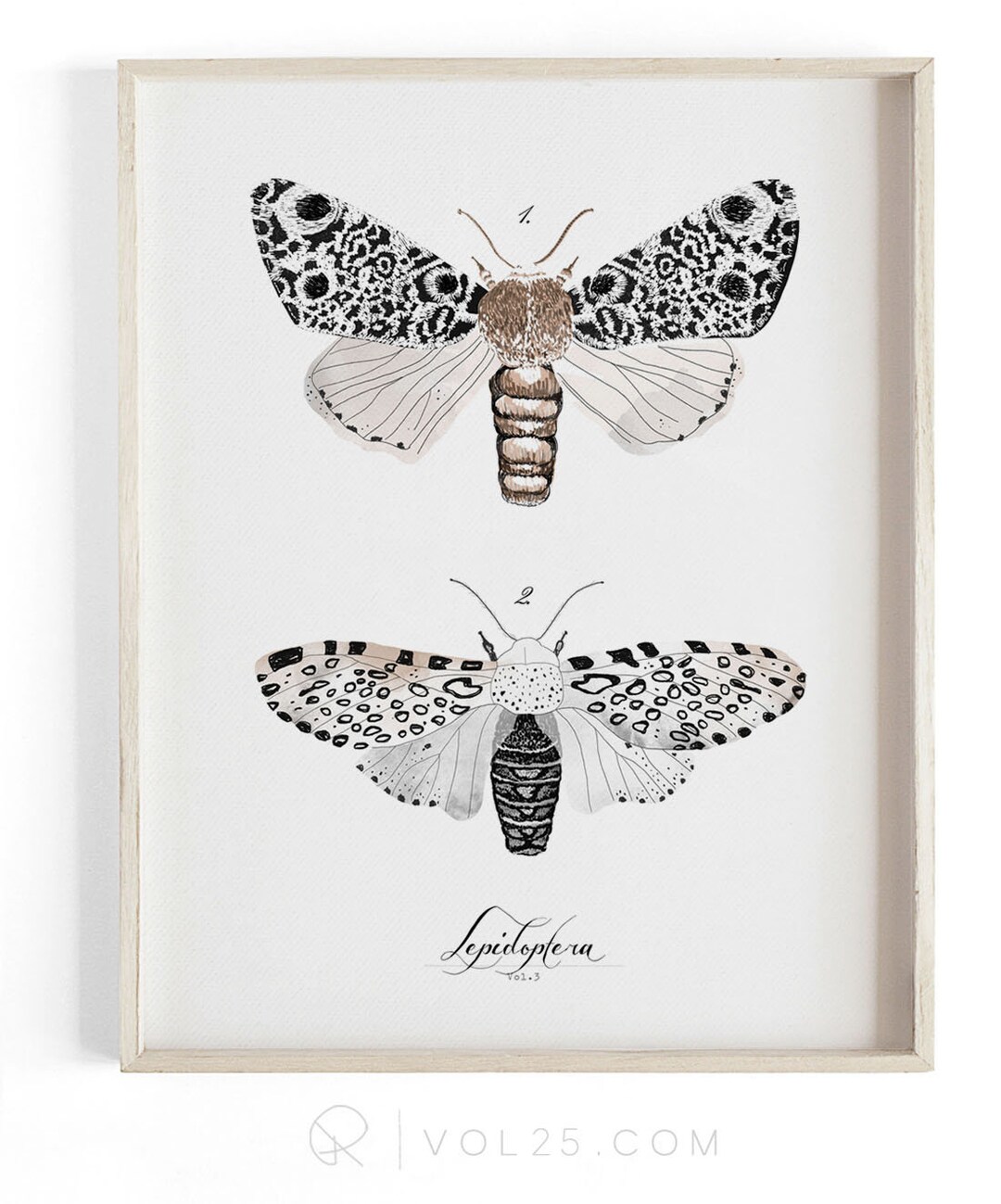 Lepidoptera Vol.3 Scientific Illustration. Beautifully Textured Cotton ...
