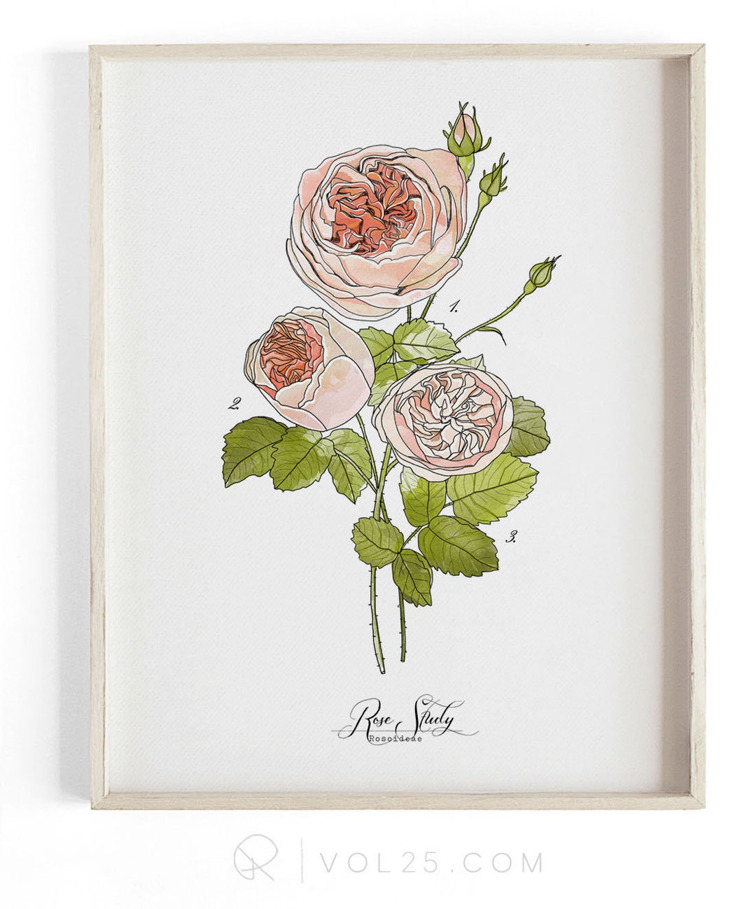 Rose Study Botanical Scientific Illustration. Beautifully Textured ...