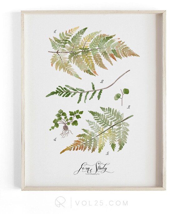 Fern Study Vol.2 Scientific illustration. Beautifully | Etsy