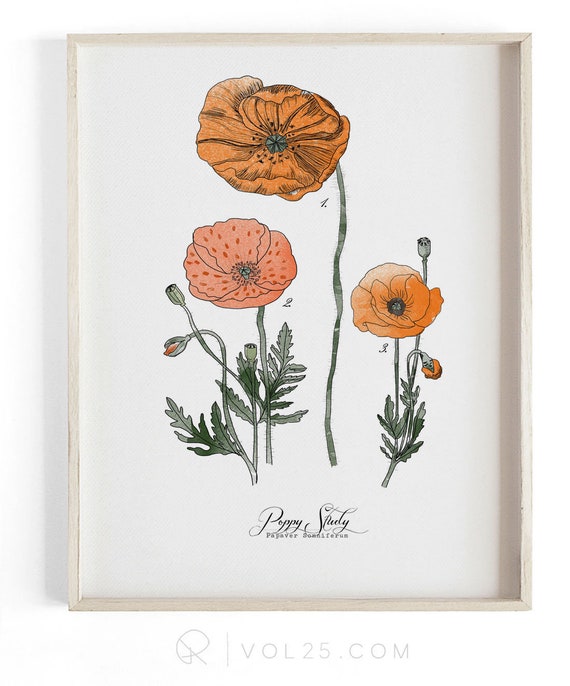 Poppy Study Botanical Scientific Illustration. Beautifully | Etsy