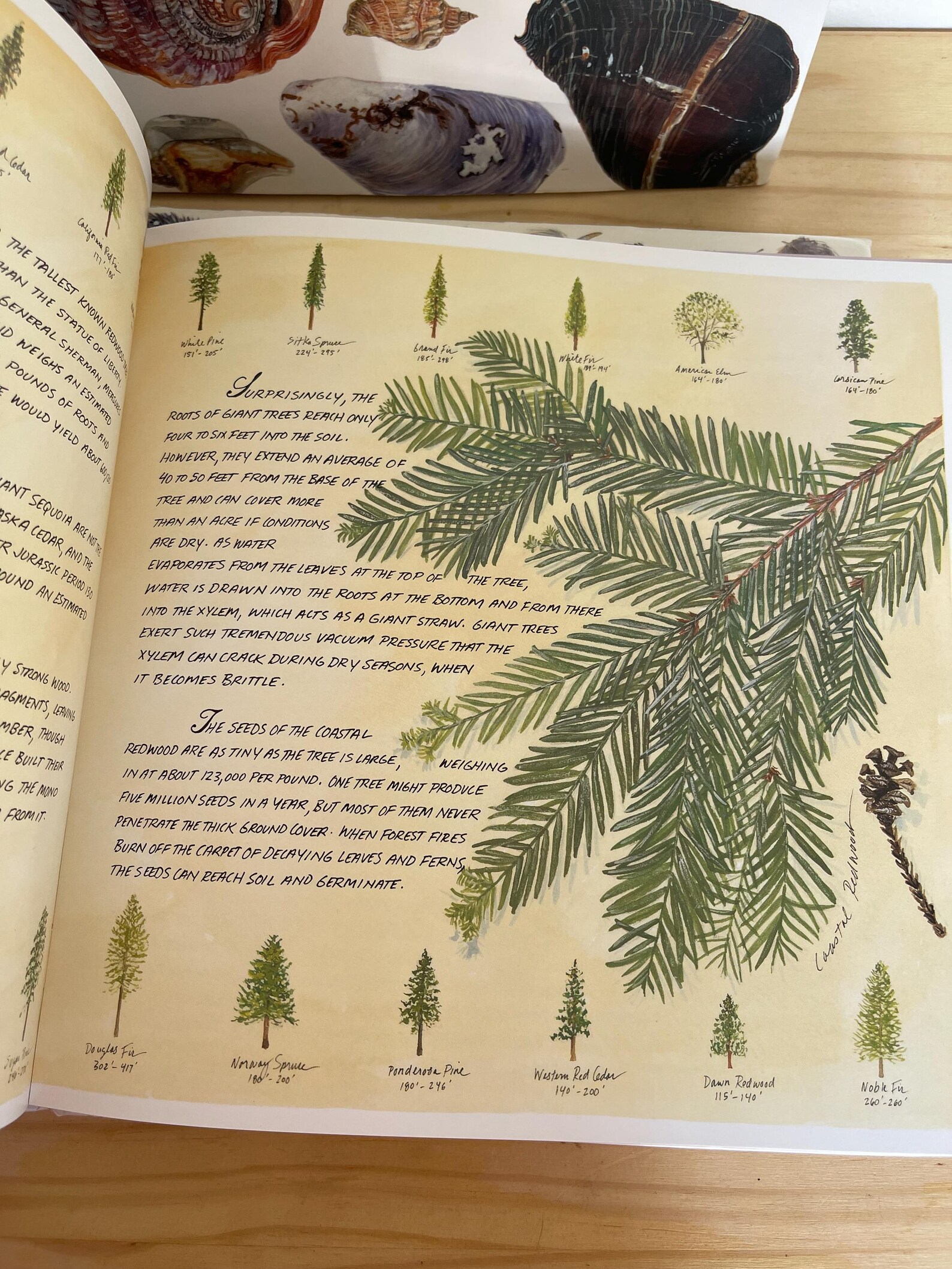 Maryjo Koch Nature Illustration Coffee Table Book: Botanical Poetry - Etsy