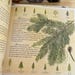 Maryjo Koch Nature Illustration Coffee Table Book: Botanical Poetry - Etsy