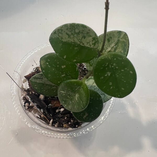 Hoya Mathilde - Etsy