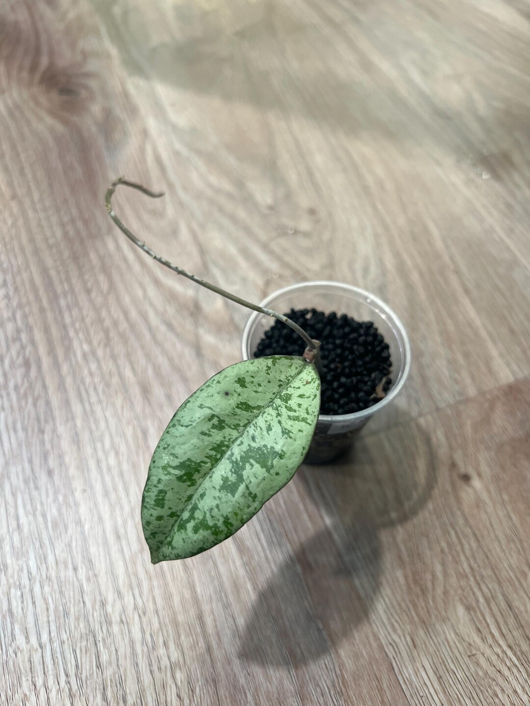 Hoya Meena Silver – Rare Variegated Hoya | Live Houseplant | Easy Care ...