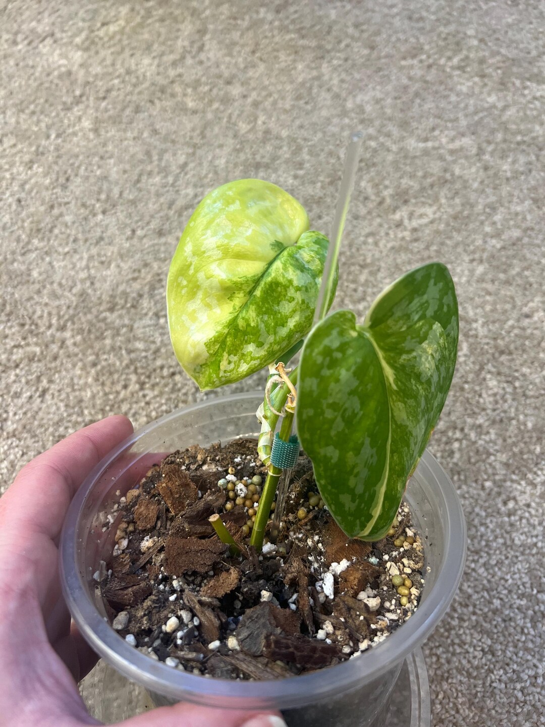 Scindapsus Exotica 'andalas' Variegated Rare - Etsy