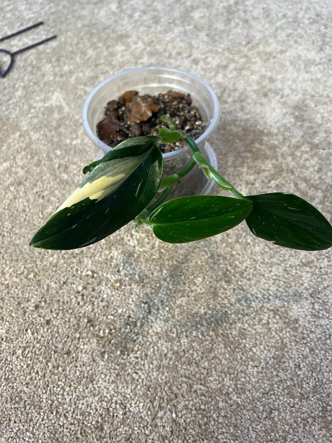 Monstera Standleyana Albo Var. - Etsy