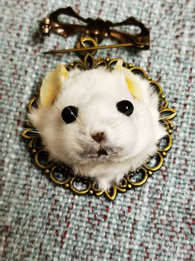 This is a Lovely Real Mouse Head Taxidermy Brooch \ Miniature Animal ...