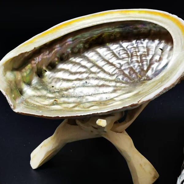 Abalone Shell - Etsy