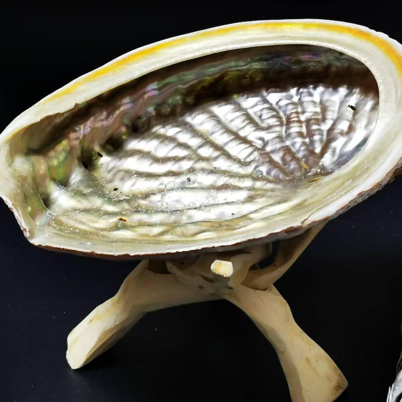 Abalone Shell - Etsy
