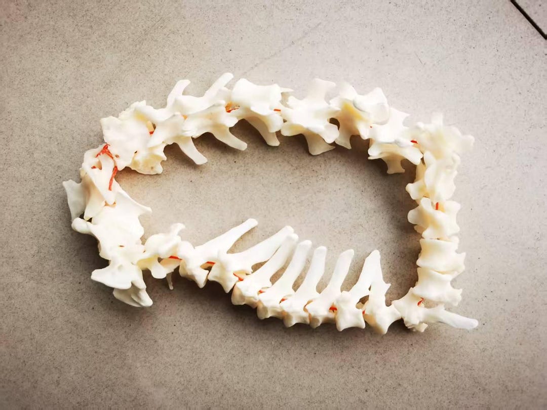 Complete Fox Vertebrae, 55cm Long, Natural Bone for Crafting ...