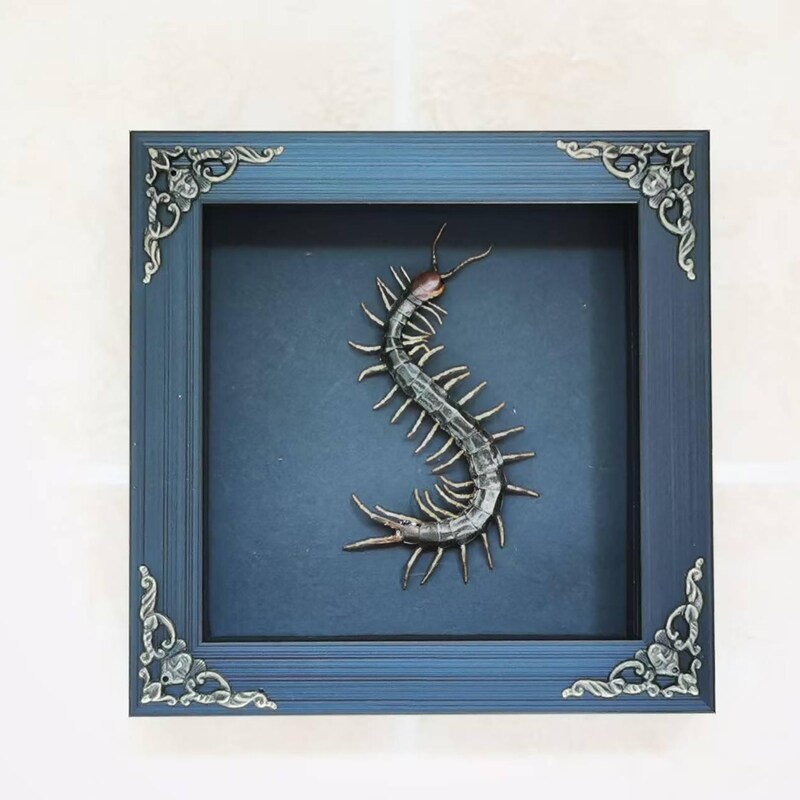 Framed Insects - Etsy