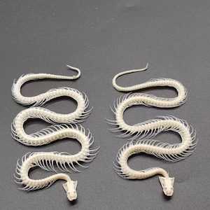 Sterilised and Bleached Complete Snake Skeleton. - Etsy