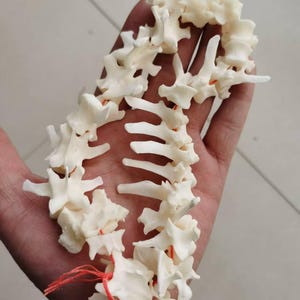 Complete Fox Vertebrae, 55cm Long, Natural Bone for Crafting ...