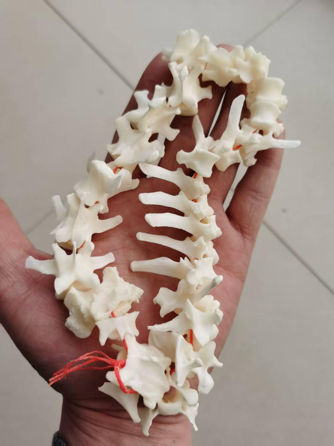 Complete Fox Vertebrae, 55cm Long, Natural Bone for Crafting ...