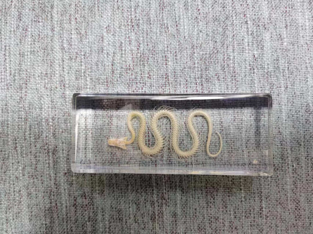 Real Snake Skeleton, Snake Taxidermy, Snake Skull Fangs，non-venomous ...