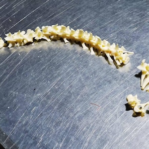 Complete Fox Vertebrae, 55cm Long, Natural Bone for Crafting ...
