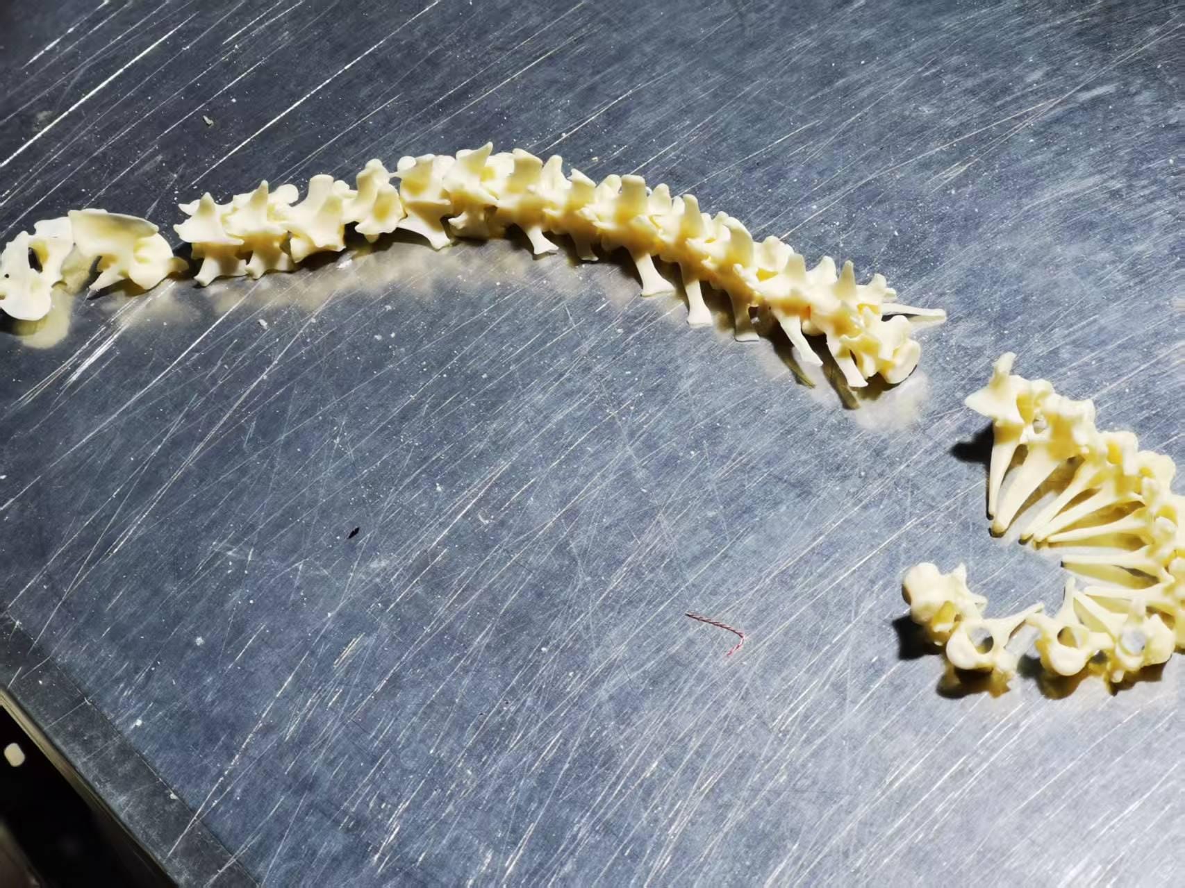 Complete Fox Vertebrae, 55cm Long, Natural Bone for Crafting ...