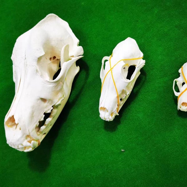 Real Animal Skull - Etsy