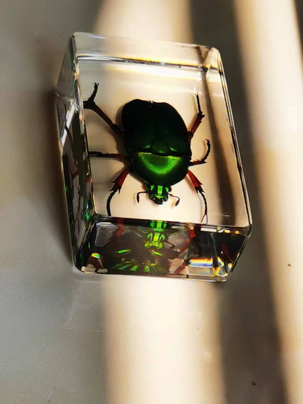 Chafer Beetle in Resin, Insects in Resin, Green Beetle, Oddities ...