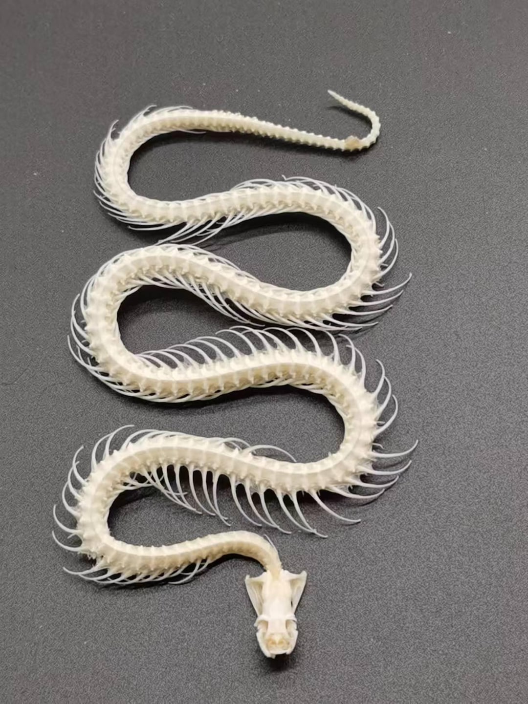 Sterilised and Bleached Complete Snake Skeleton. - Etsy