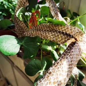 Authentic Boa Constrictor Snake Shed 59-78 In| Perfect for Art, Rituals ...