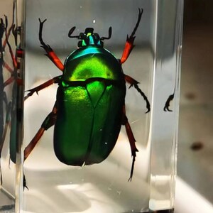 Chafer Beetle in Resin, Insects in Resin, Green Beetle, Oddities ...