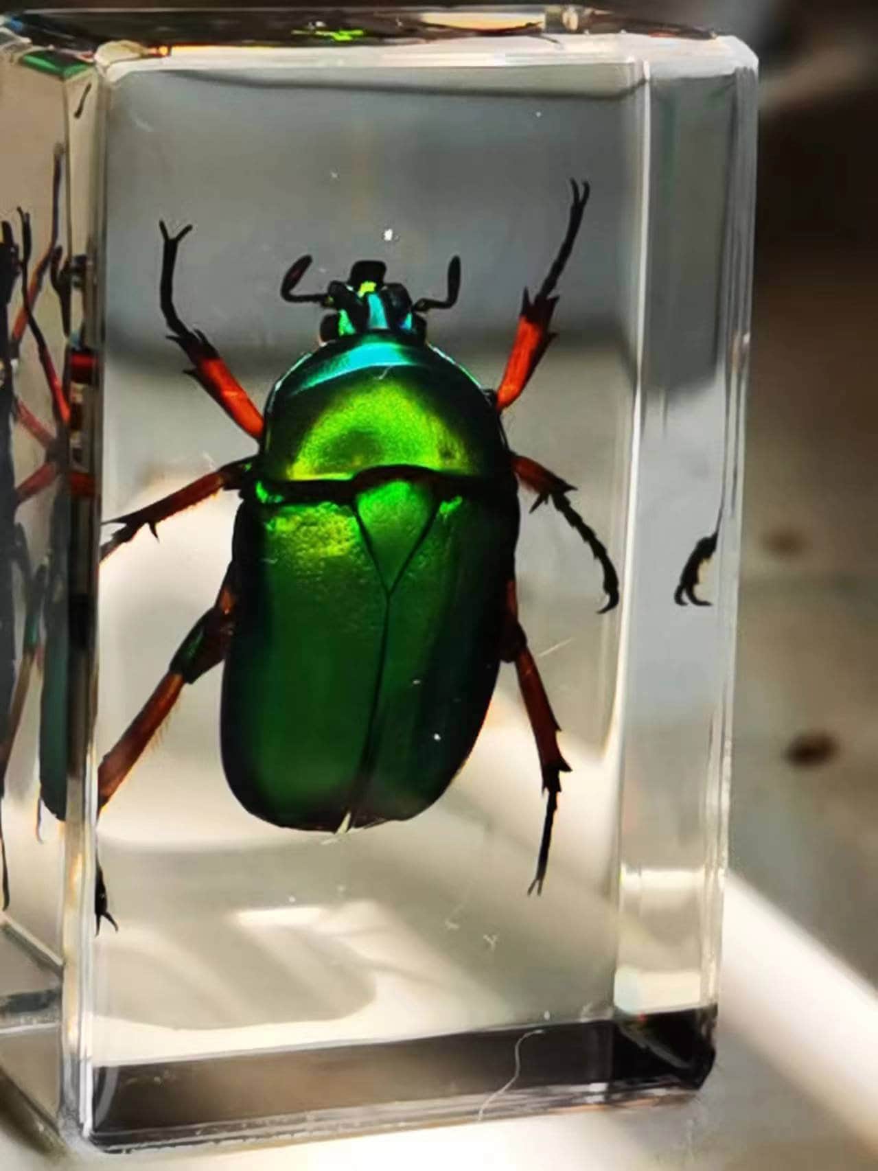 Chafer Beetle in Resin, Insects in Resin, Green Beetle, Oddities ...