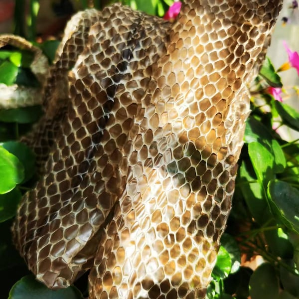 Snake Sheds - Etsy