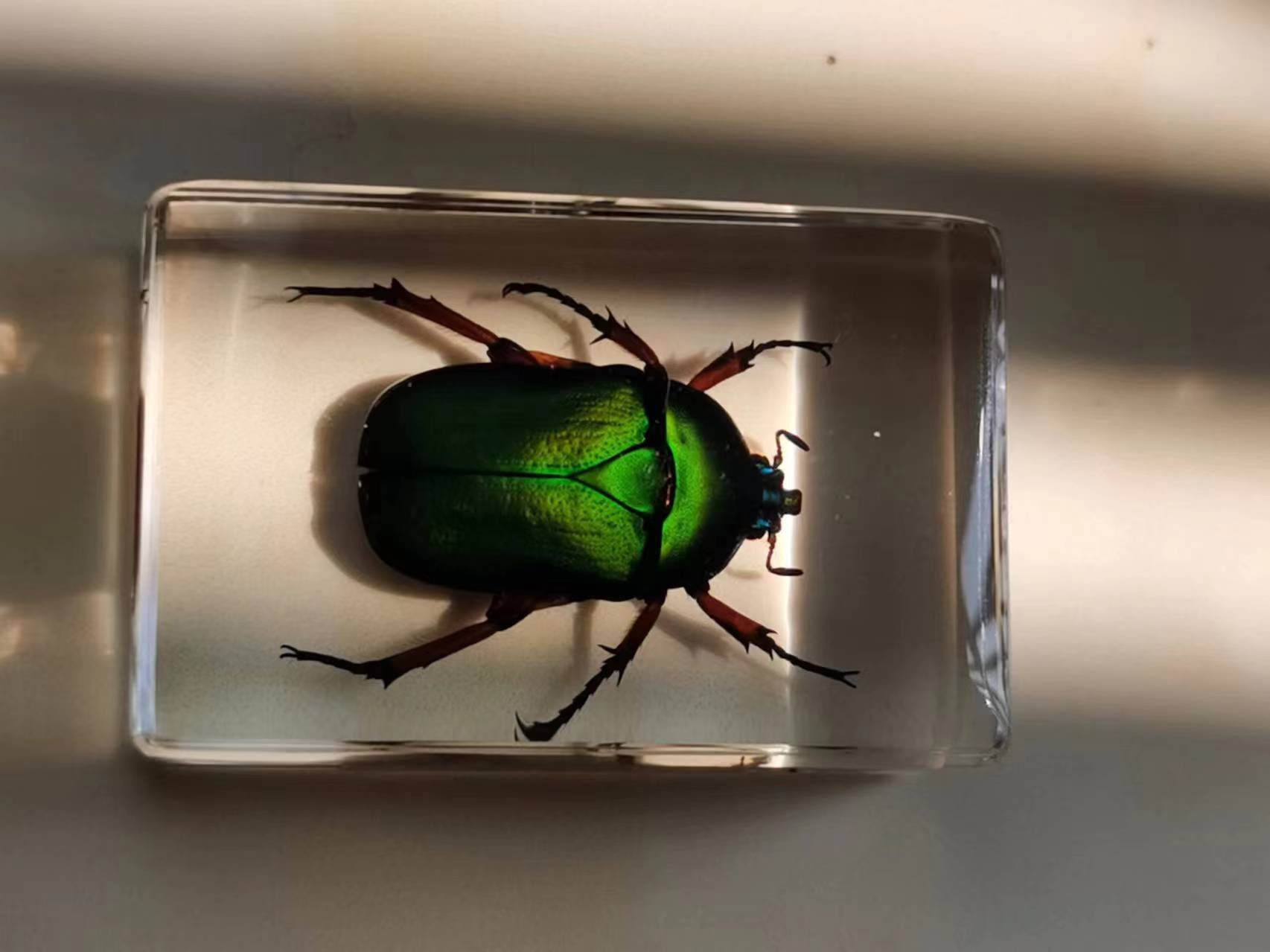 Chafer Beetle in Resin, Insects in Resin, Green Beetle, Oddities ...