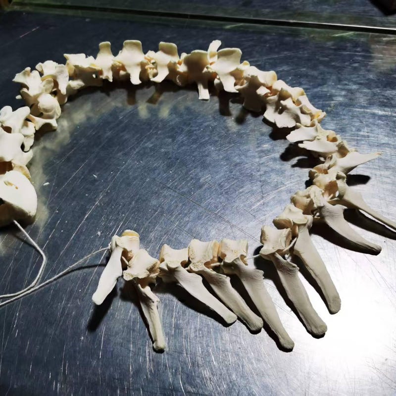 Bone Decoration Real - Etsy UK