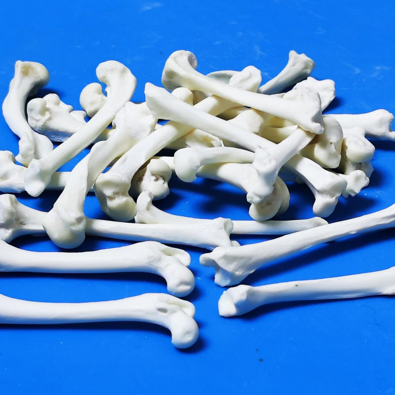 Oddity Craft Bones - Etsy UK