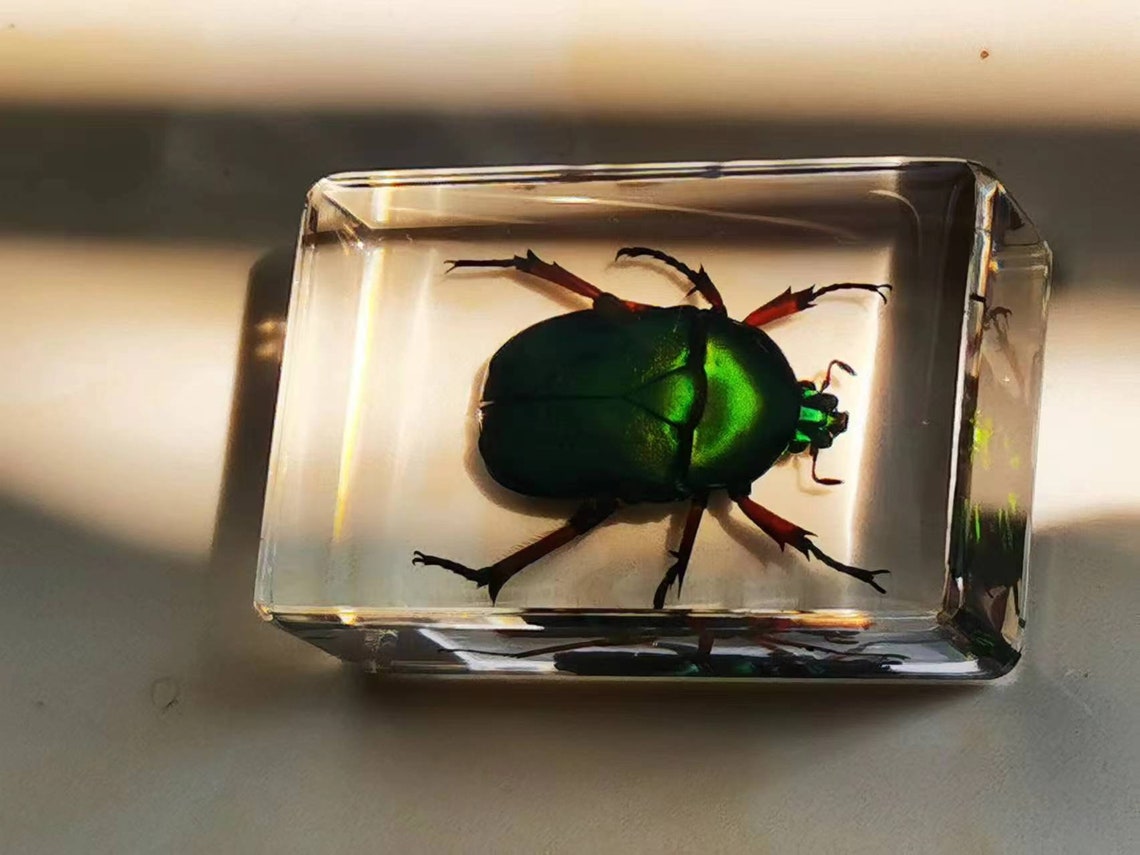 Chafer Beetle in Resin, Insects in Resin, Green Beetle, Oddities ...