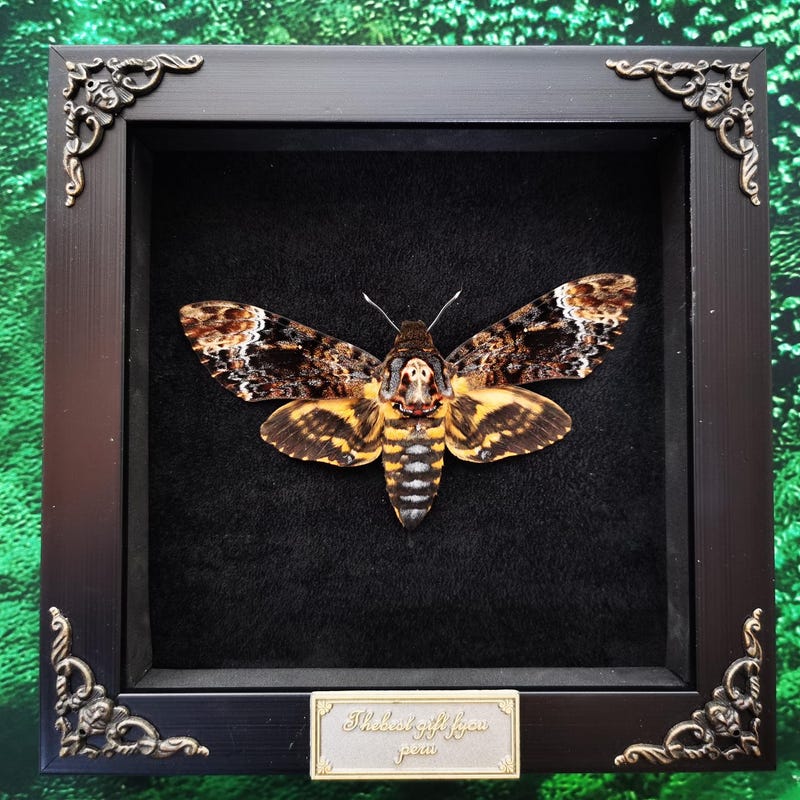 Gothic Preserved Butterfly - Etsy UK