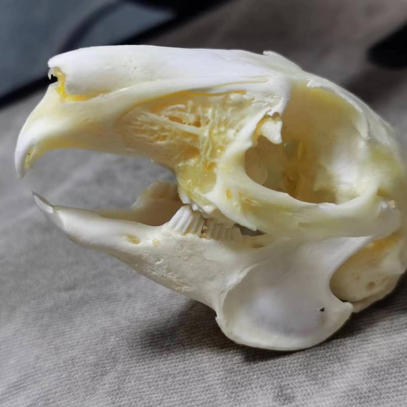 Real Crow Skull - Etsy