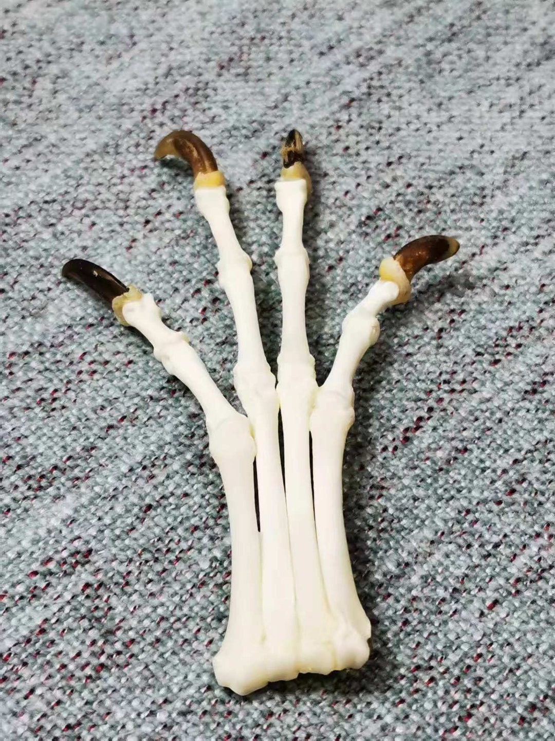 Real Fox Paw Bone. Gothic Voodoo Witchcraft Craft Art. Real Animal Bone ...