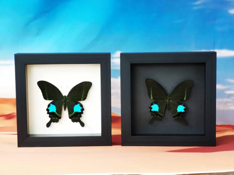 Papilio Paris Butterfly in Frame – Decorative Wall Specimen - Etsy