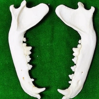 Red Fox Paw Articulation - Etsy
