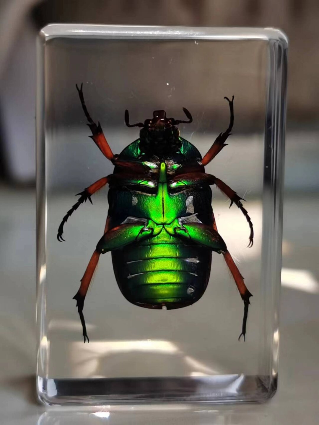 Chafer Beetle in Resin, Insects in Resin, Green Beetle, Oddities ...