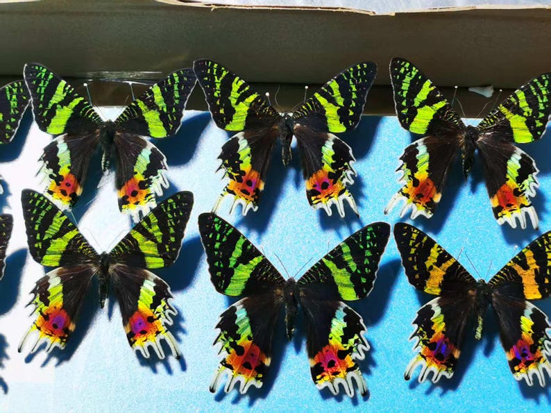 Real Sunset Moth From Madagascar – Chrysiridia Rhipheus – A1 Quality ...