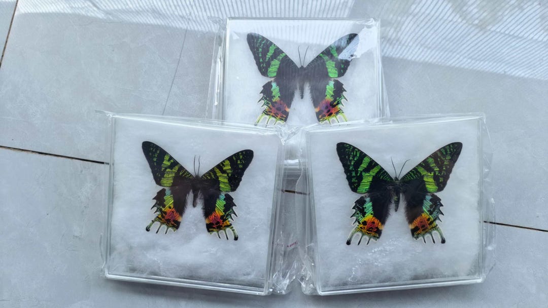 Real Sunset Moth From Madagascar – Chrysiridia Rhipheus – A1 Quality ...