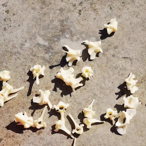 Complete Fox Vertebrae, 55cm Long, Natural Bone for Crafting ...