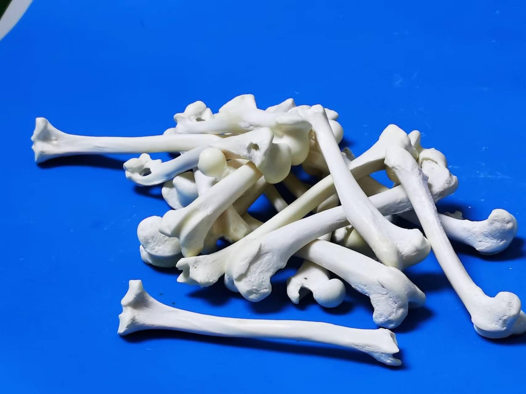 Set of 10 Bleached and Sterilized Red Fox Leg Bone Specimens (3.8-4.5 ...