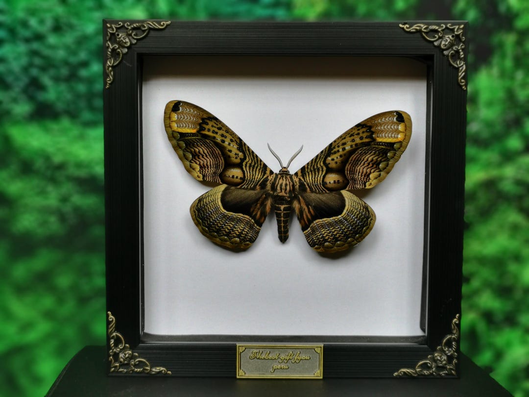Real Female Brahmaea Owl Moth in Pine Wood Frame - Taxidermy Wall Art ...