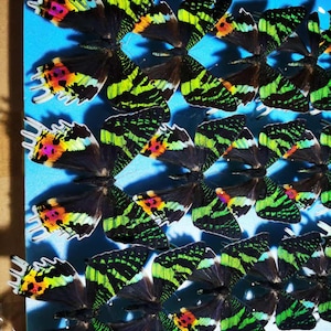 Real Sunset Moth From Madagascar – Chrysiridia Rhipheus – A1 Quality ...
