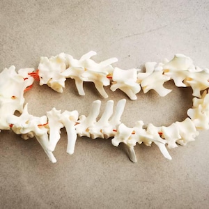 Complete Fox Vertebrae, 55cm Long, Natural Bone for Crafting ...