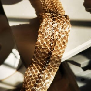 Authentic Boa Constrictor Snake Shed 59-78 In| Perfect for Art, Rituals ...