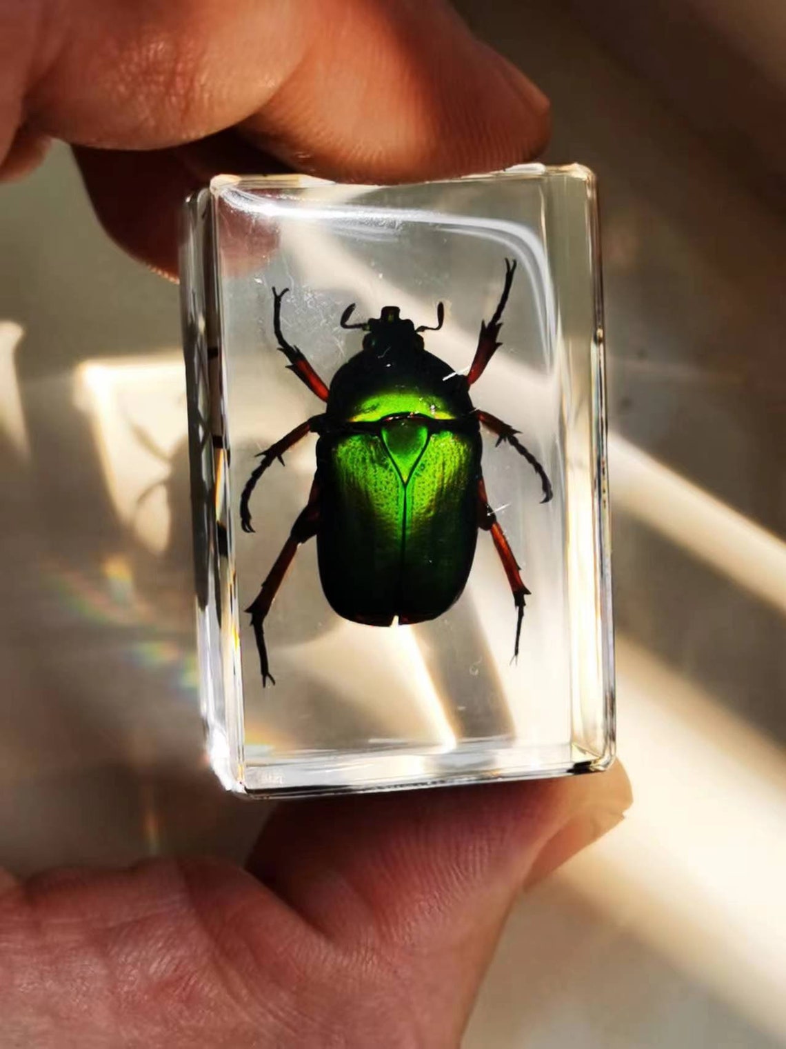 Chafer Beetle in Resin, Insects in Resin, Green Beetle, Oddities ...
